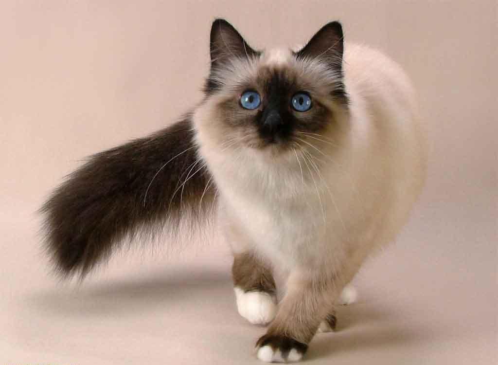 Ways to Train your Cat Smarter - HeatFeed.com