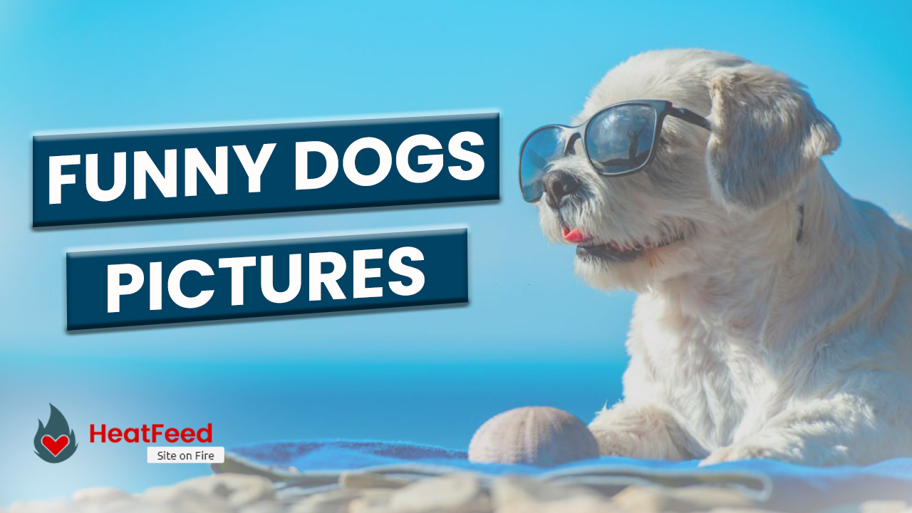 100+ Funny Dog Pictures - Hilarious Dogs Smile- Heatfeed